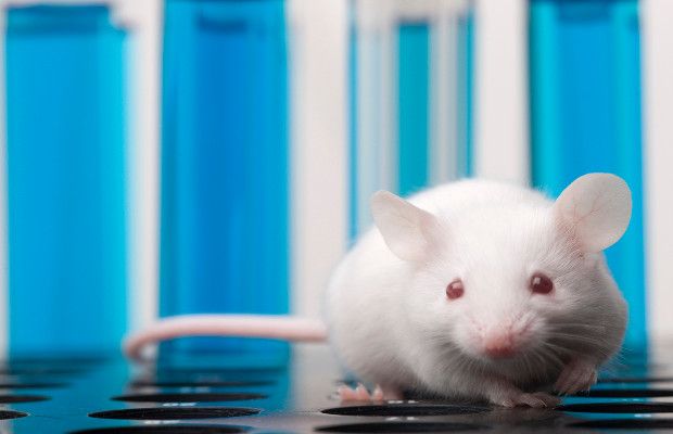 Jackson Lab seeks arbitration with Chinese university over mice | Life ...